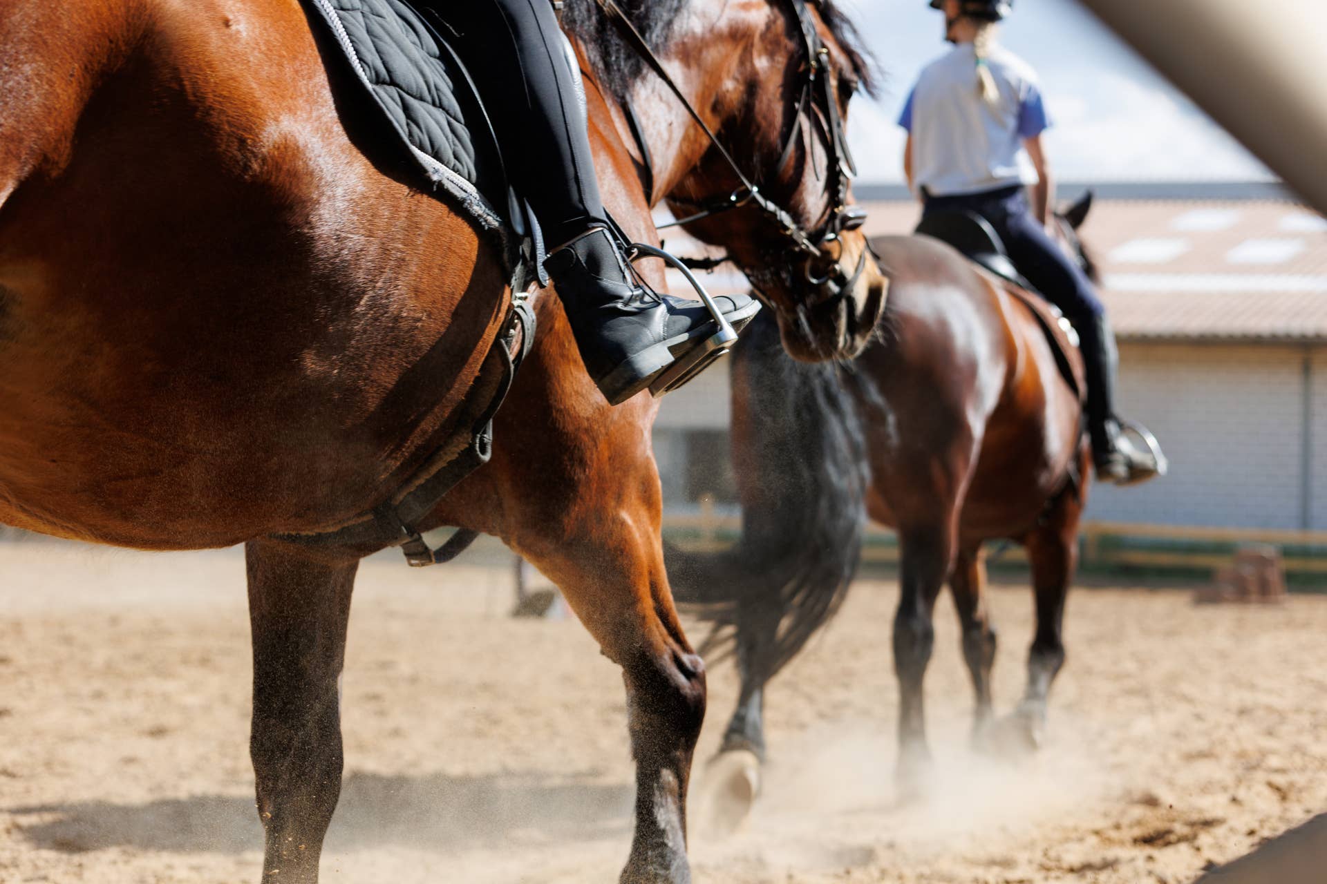 'Social License Matters Here, Too': Lesson Horse Study Reveals ...