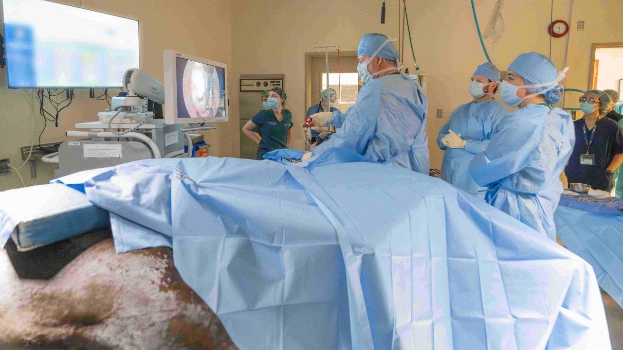 Foraminotomy Surgery Now Available For Horses At UC Davis - Paulick ...