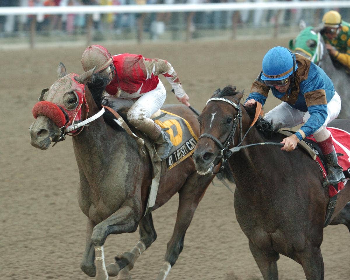 'They Deserve To Be Loved': G1 Winner My Trusty Cat Enjoying Quiet ...