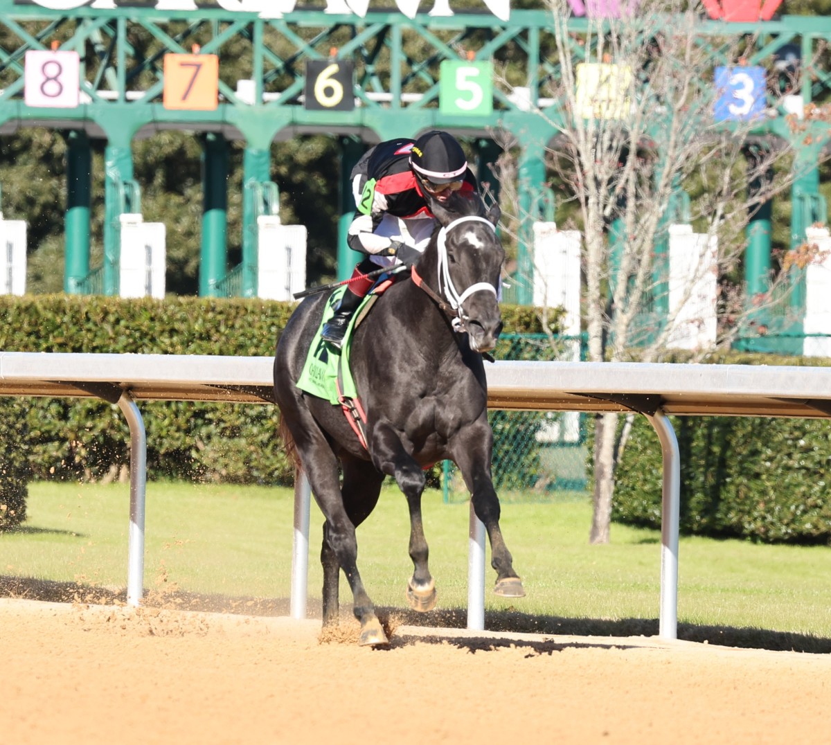 Racetrack Roundup: Trainer Kathleen O'Connell Ties Tampa Bay's Single ...