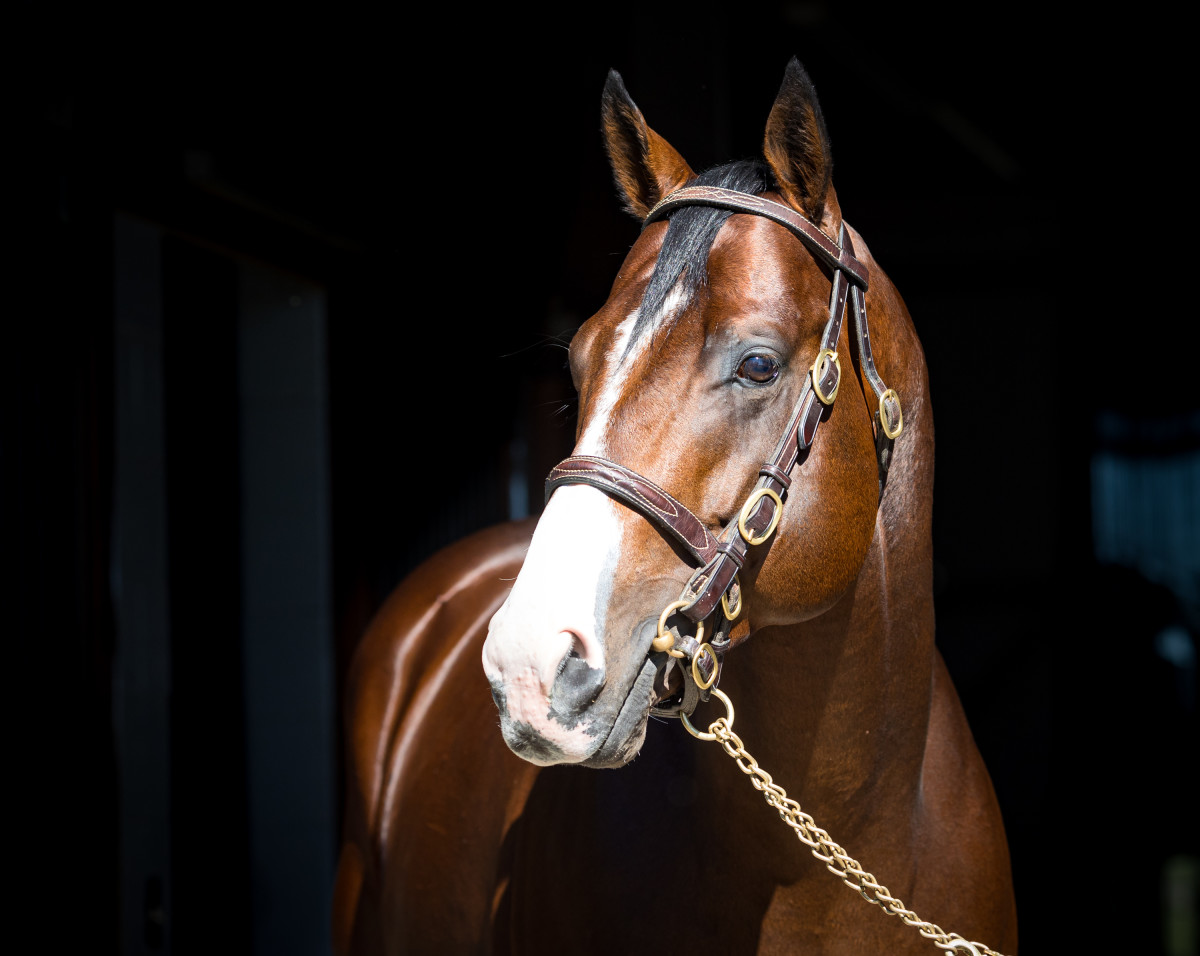 The 2025-26 All-Value Sire Team Presented By Biederman Real Estate: The ...