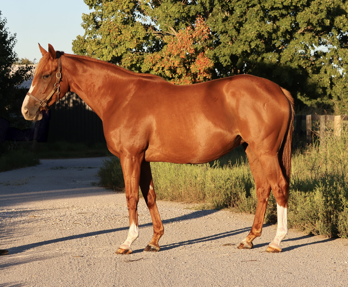 Auction Focus: Hip 255, Flatter Her Again, From BTE Stables At Fasig ...