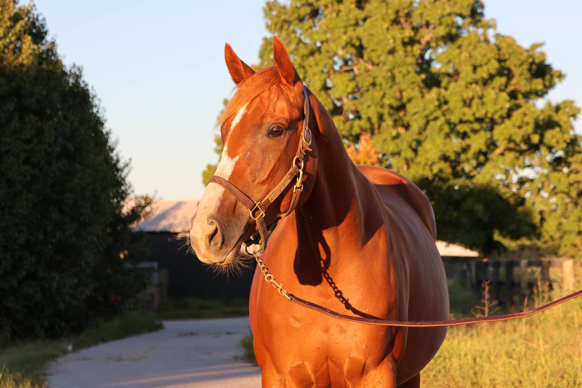 Auction Focus: Hip 255, Flatter Her Again, From BTE Stables At Fasig ...