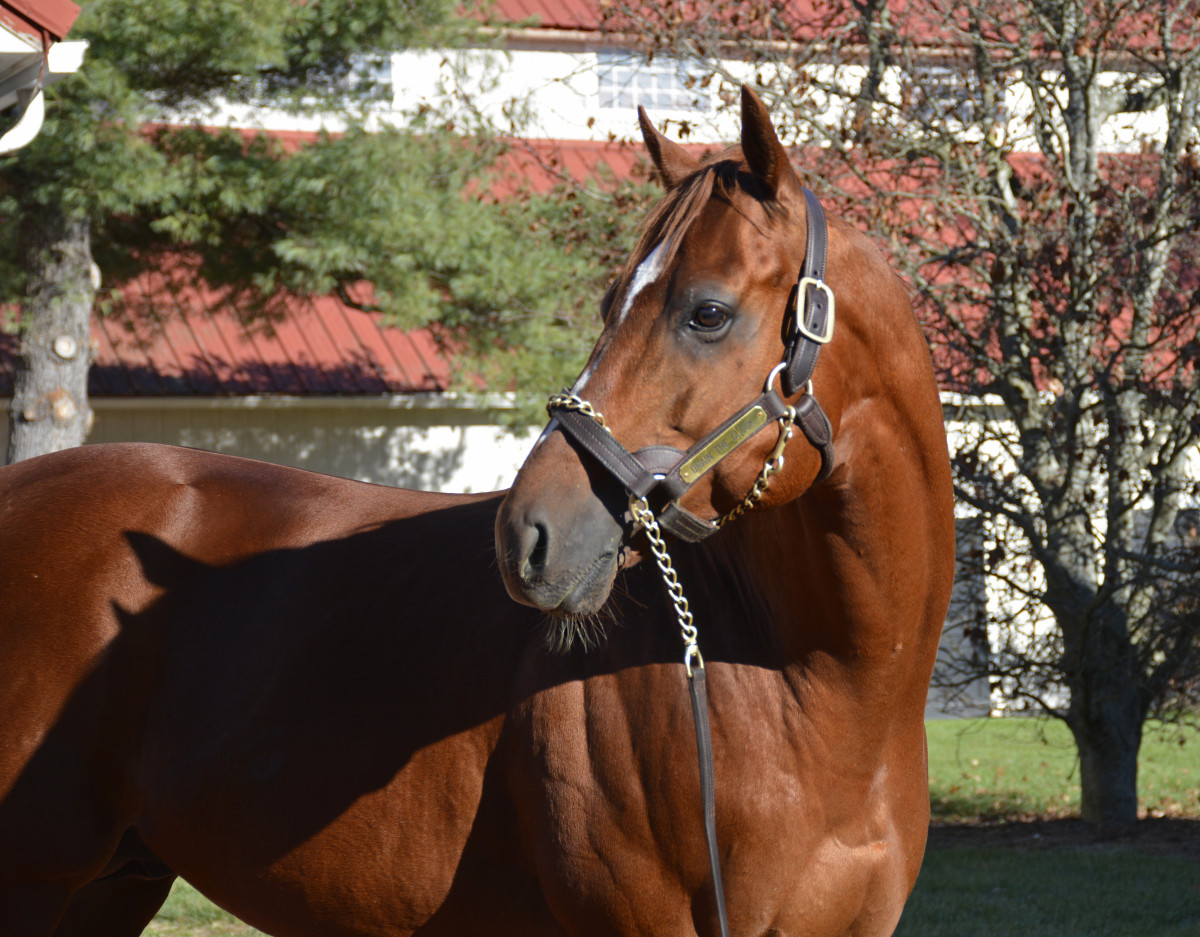 First-Crop Sire Watch Presented By Gainesway: 2025 Fasig-Tipton ...