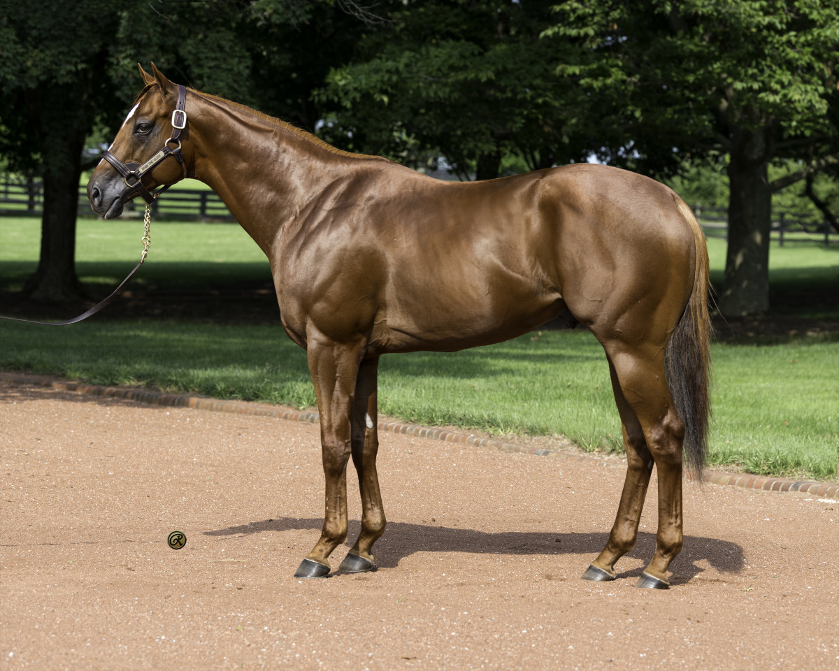 First-Crop Sire Watch Presented By Gainesway: 2025 Fasig-Tipton New ...