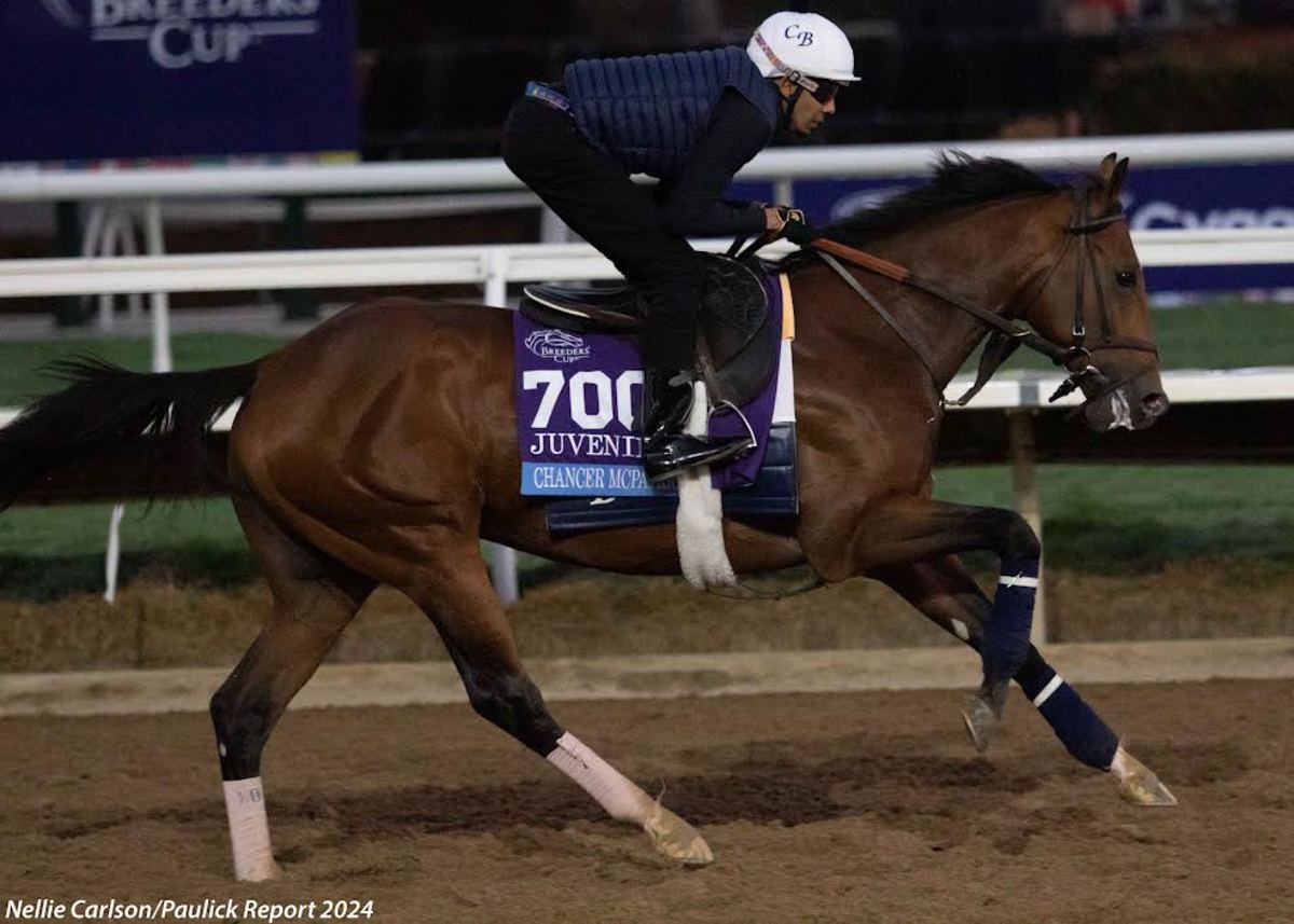 Breeders' Cup Buzz: Chancer McPatrick 'Blooming' Ahead Of Dirt Mile ...