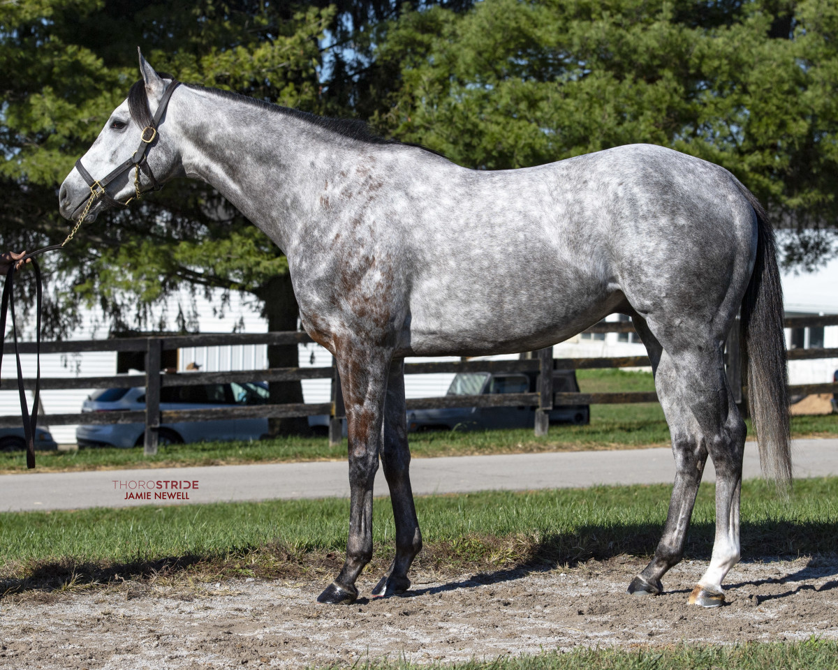 Inglis Digital USA December Sale Catalog Now Available Online - Paulick ...