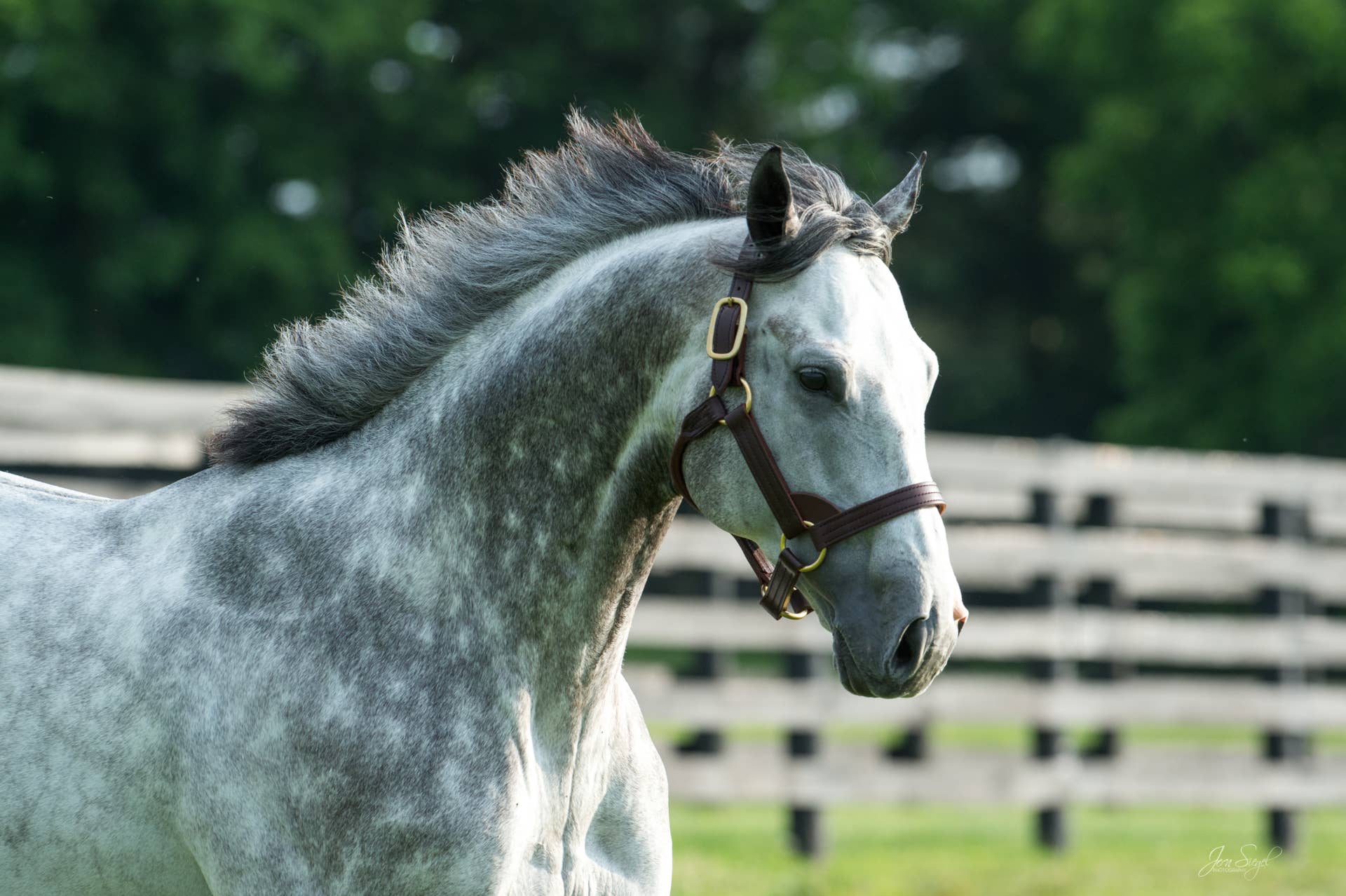 Taylor Made Stallions Announces New State-Bred Initiative Program ...