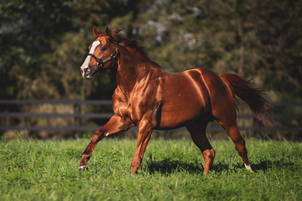 The 2024-25 All-Value Sire Team Presented By Biederman Real Estate: The Freshman And The ...