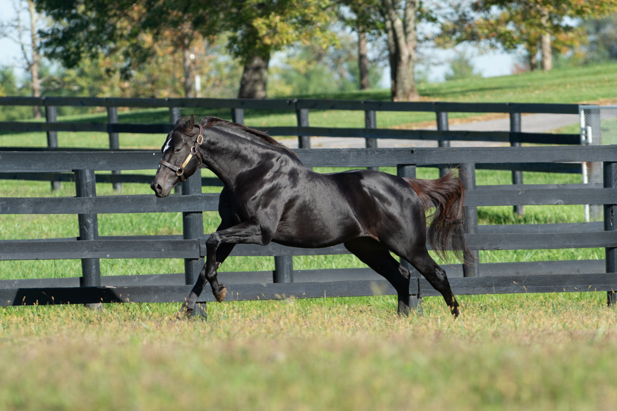 Independence Hall Colt Breezes Fastest Quarter On Day 4 Of OBS Spring ...