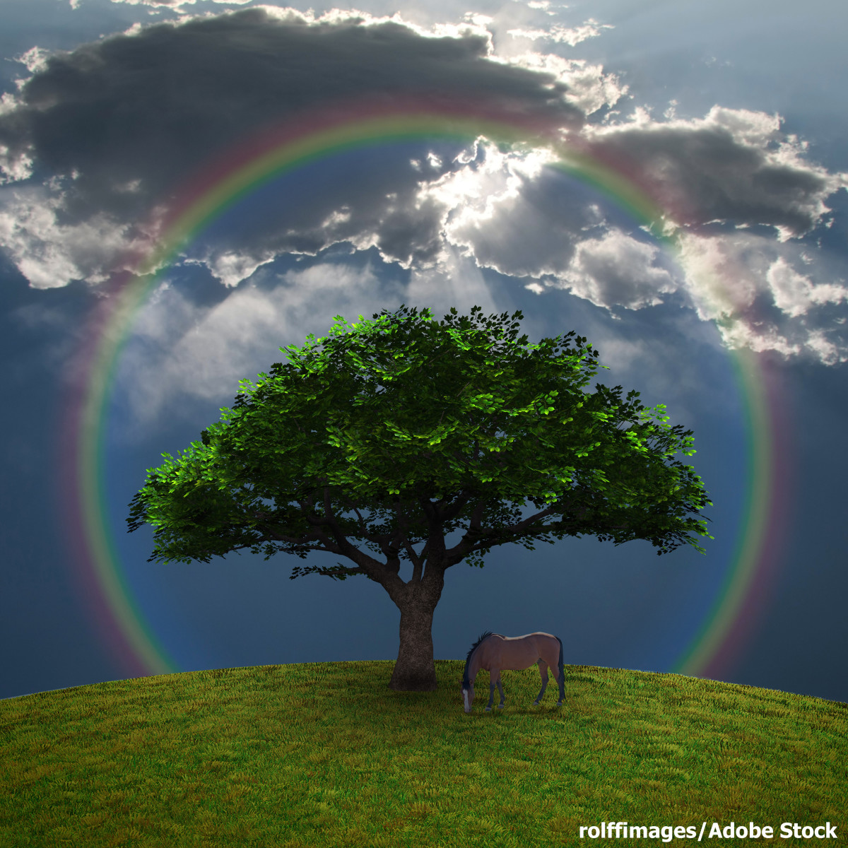 What's Your Horse's Favorite Color? Researchers Suggest It May Be ...