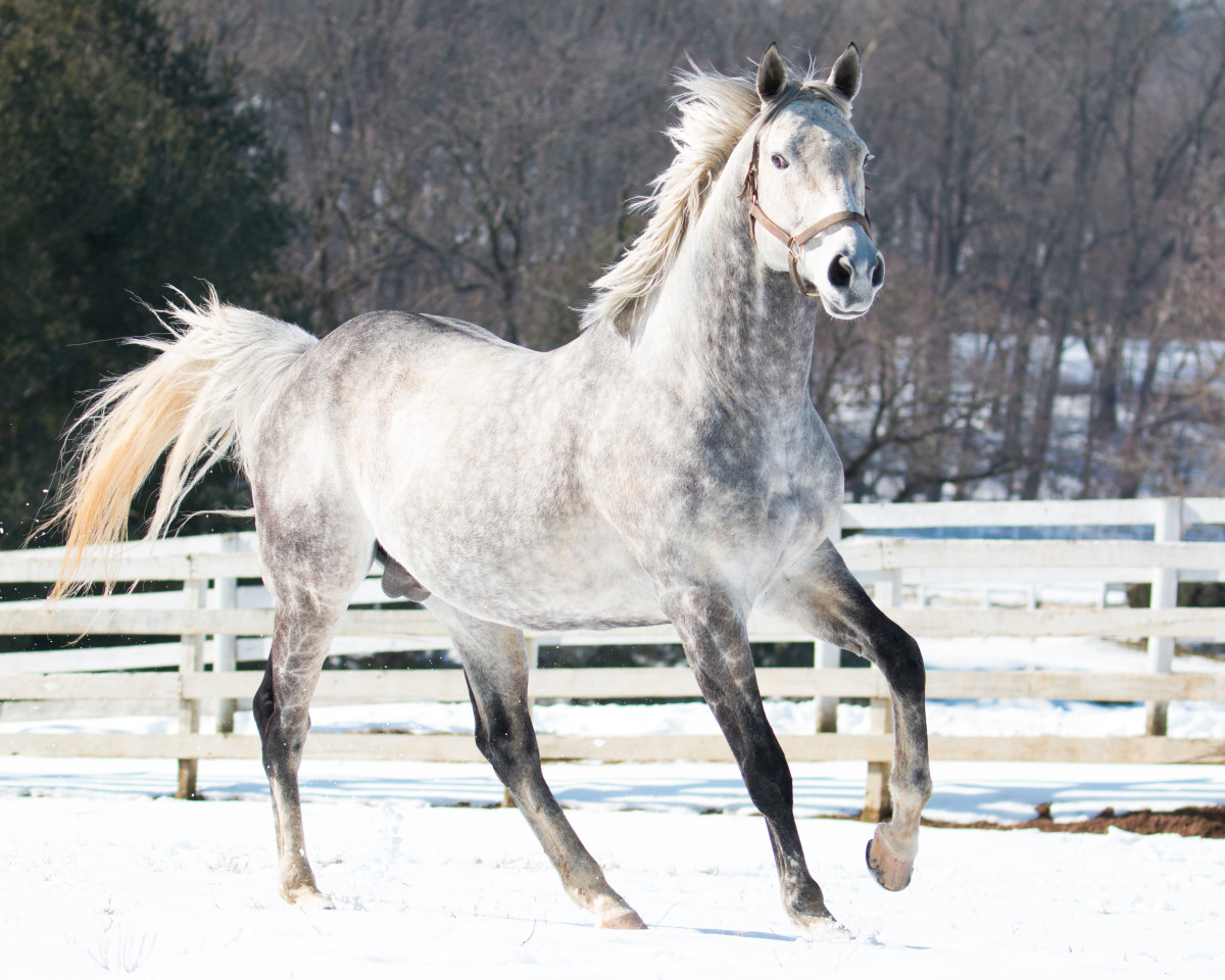 Blofeld Tops Mid-Atlantic Region With 96 Mares Bred In 2025 - Paulick ...