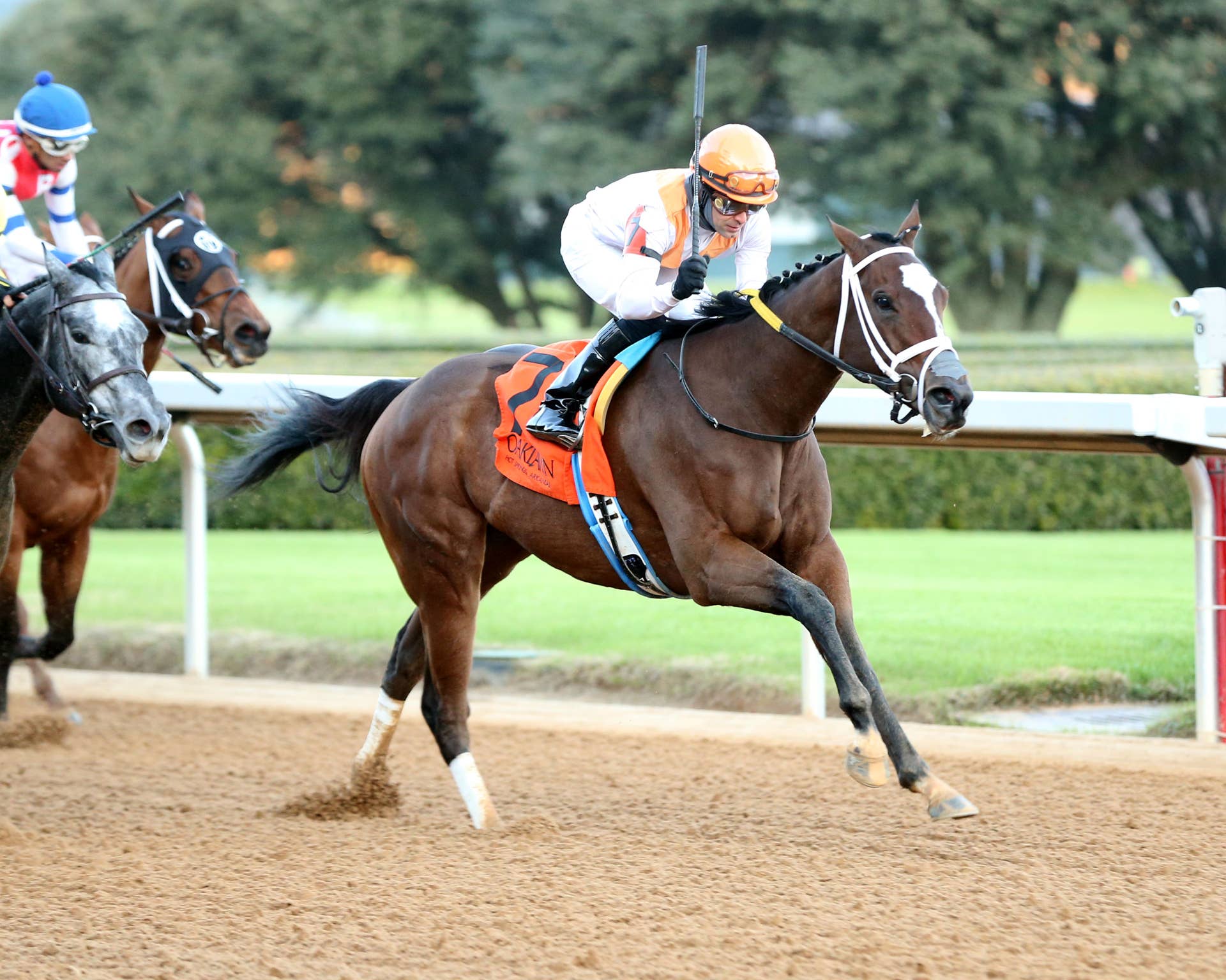 Graded Stakes Winner Spirit Wind Sells For $500,000 Post-Sale After ...