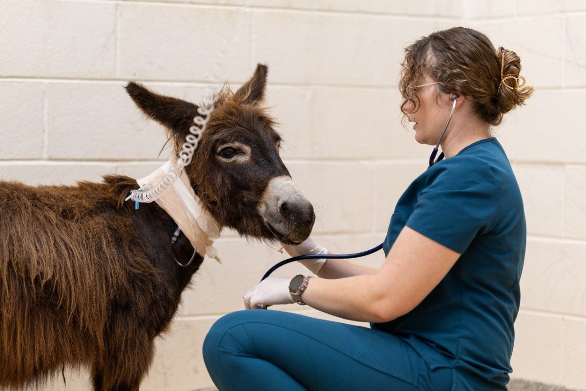 Quick-Thinking Owner, Teaching Hospital Save Mini Donkey From Snake ...
