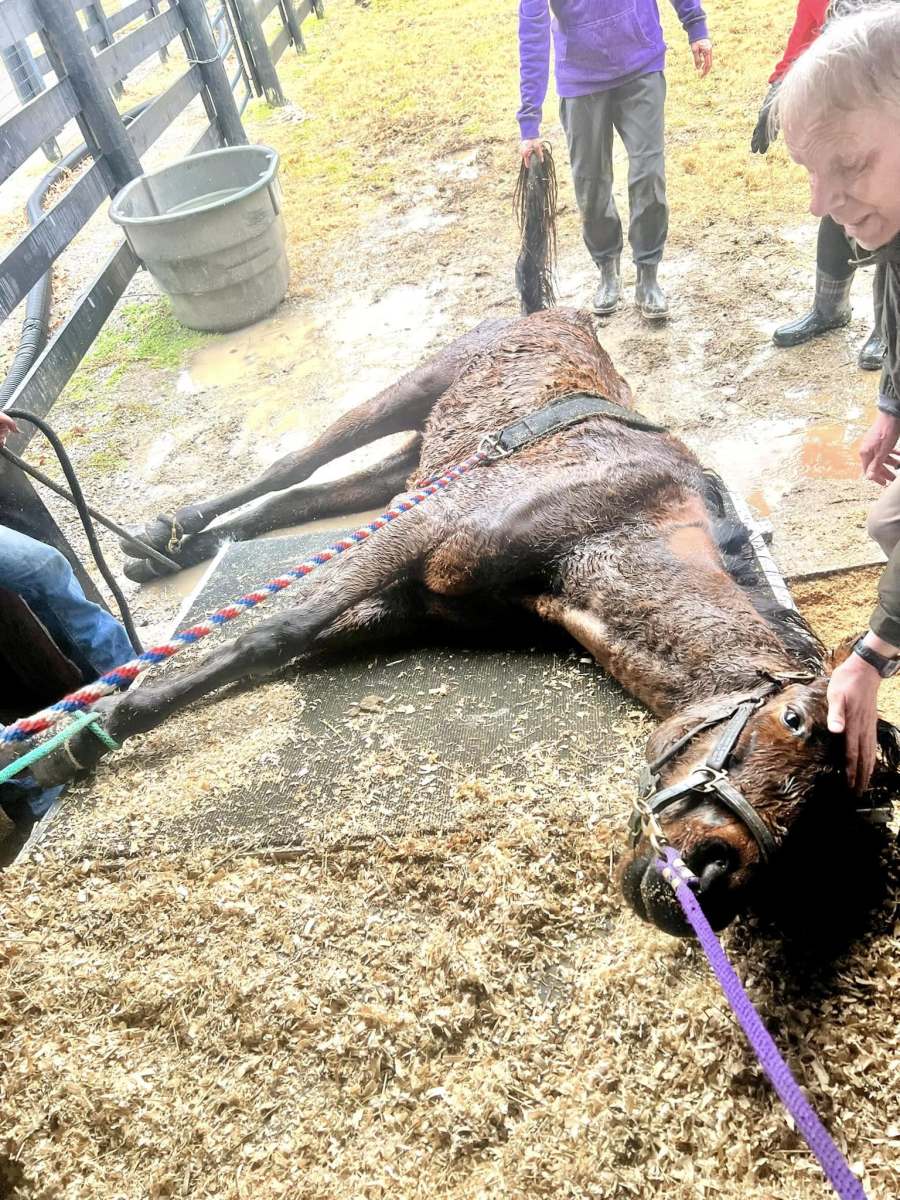 Kentucky Humane Society Nursing Six Neglected Thoroughbreds, Including ...