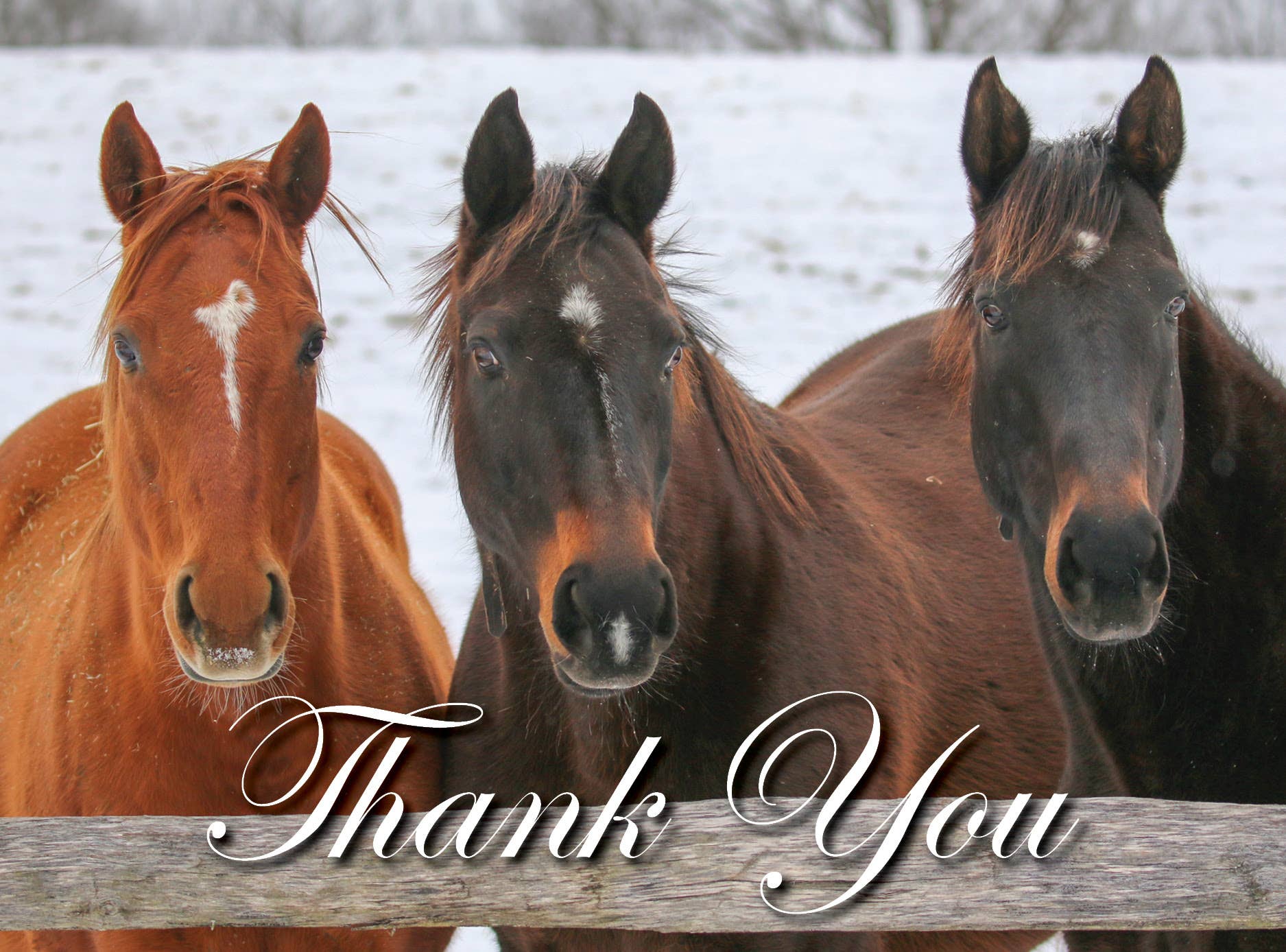 'Humbled By The Extraordinary Generosity': TAA Thanks Supporters Of ...