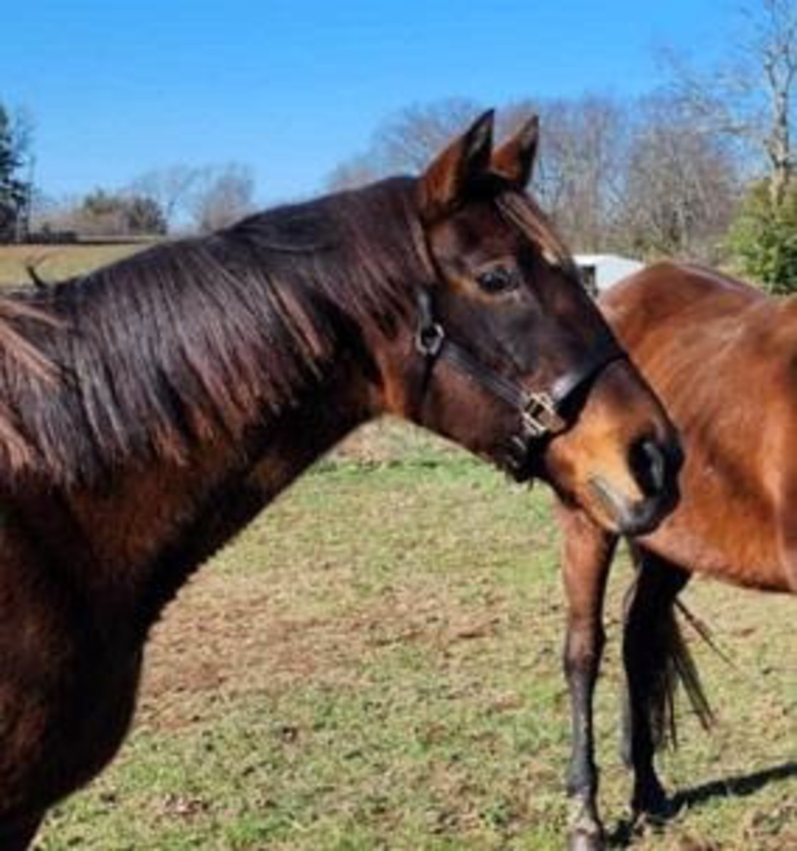 Old Friends Welcomes Kentucky Oaks Winner Bird Town, Oaks Runner-Up ...