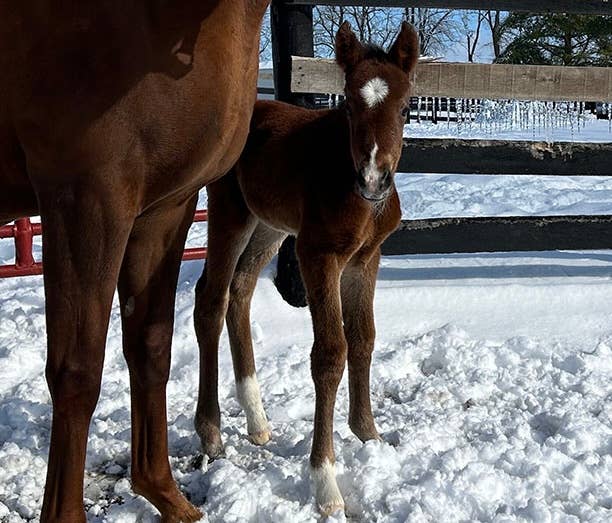 It's A Girl! First Foal Is A Filly For Sequel New York's Mullion ...