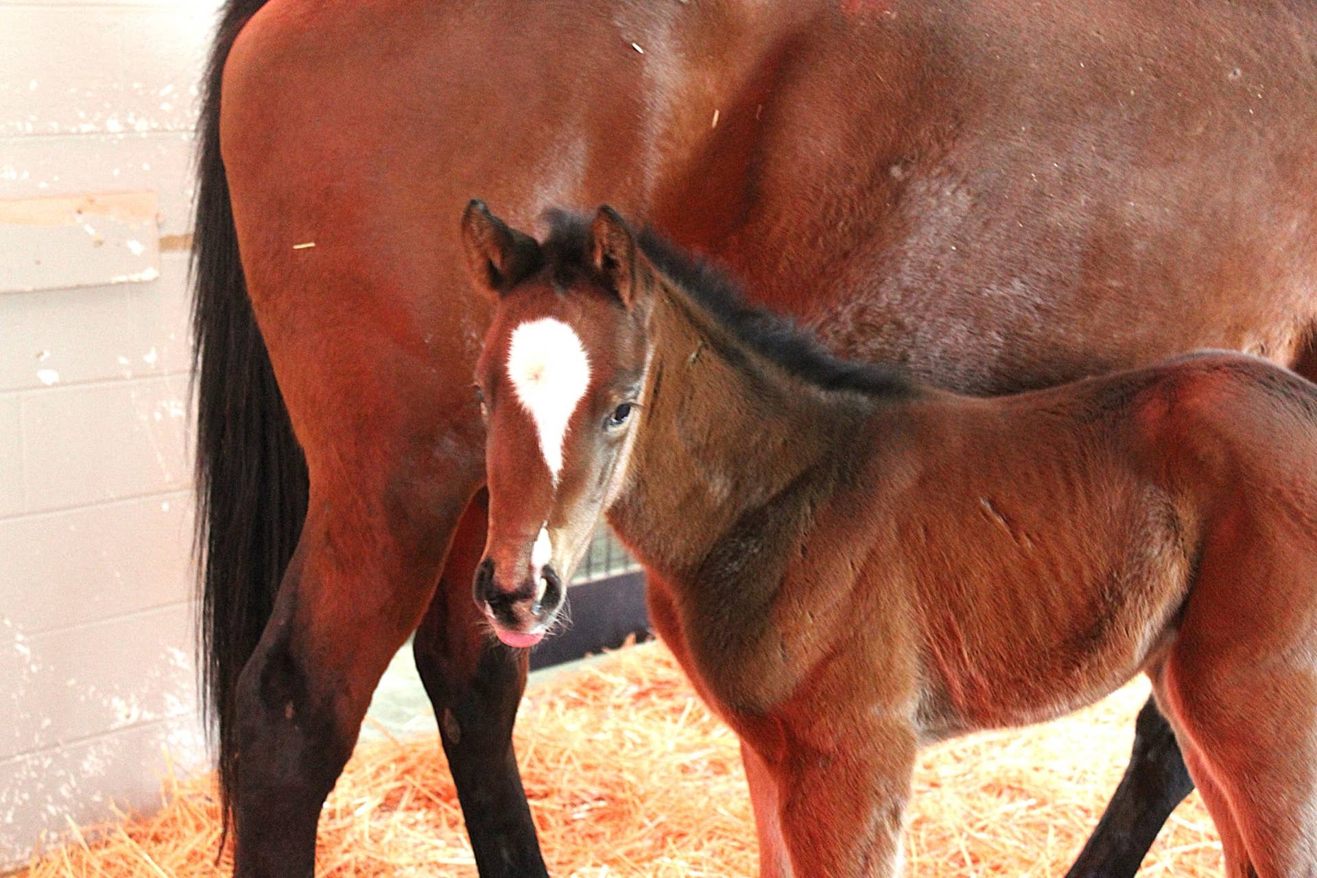 It's A Boy! First Foal Is A Colt For Rockridge Stud's ...