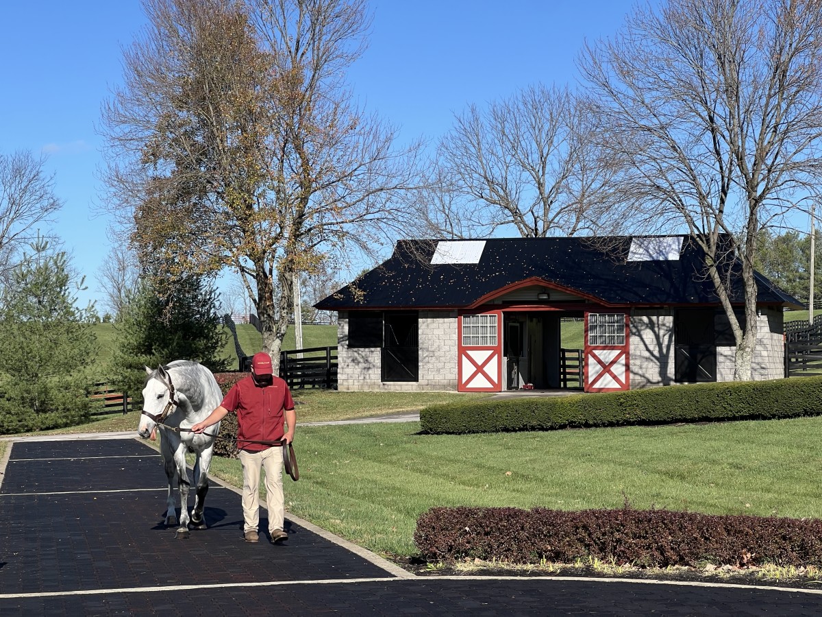 Travis White Named President Of Taylor Made Stallions; Ben Taylor ...