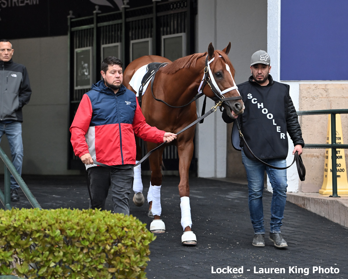 Todd Pletcher: Pegasus Favorite Locked 'Going To Get Even Better Going ...