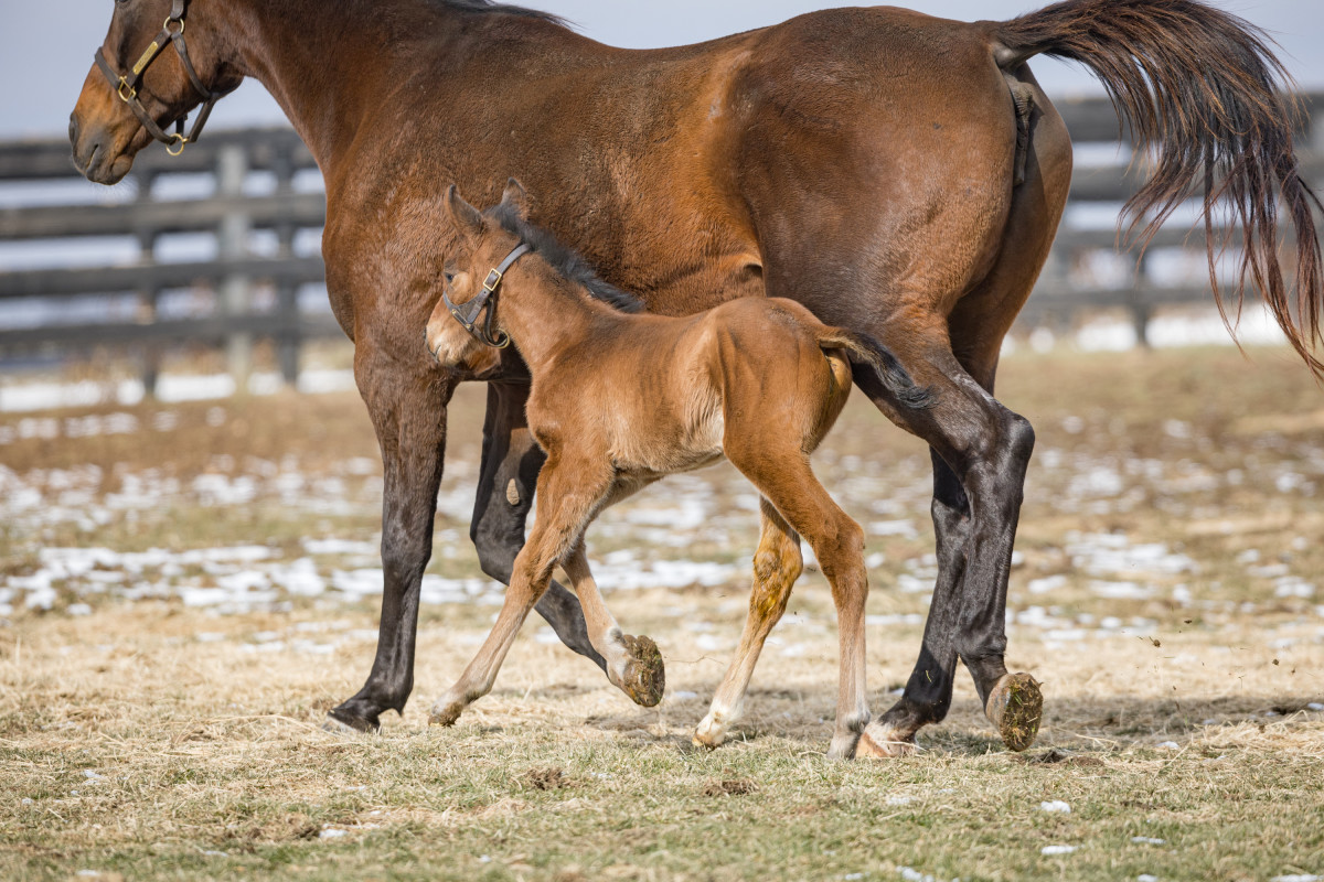 First Kentucky Foal Reported For Walmac Stallion Fulsome - Paulick ...