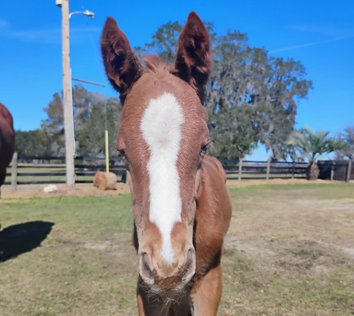 'Exceptional Representation': First Foal Is A Filly For Florida ...