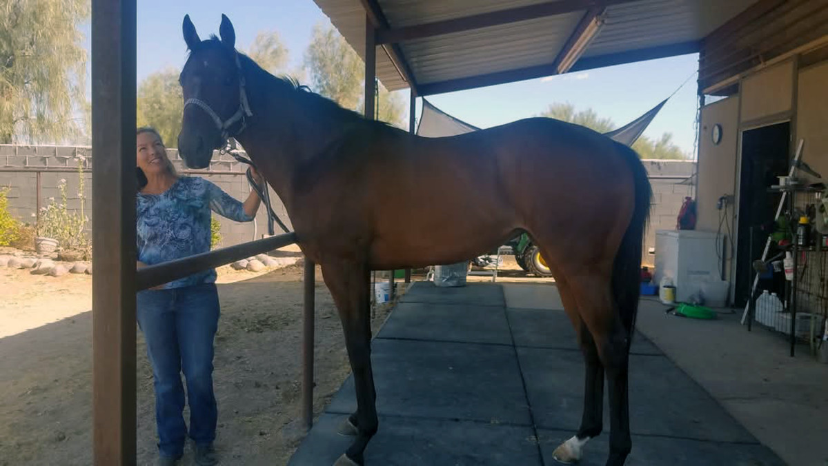 After Becoming A Mother, Thoroughbred Mare Back To Racing, Winning At ...