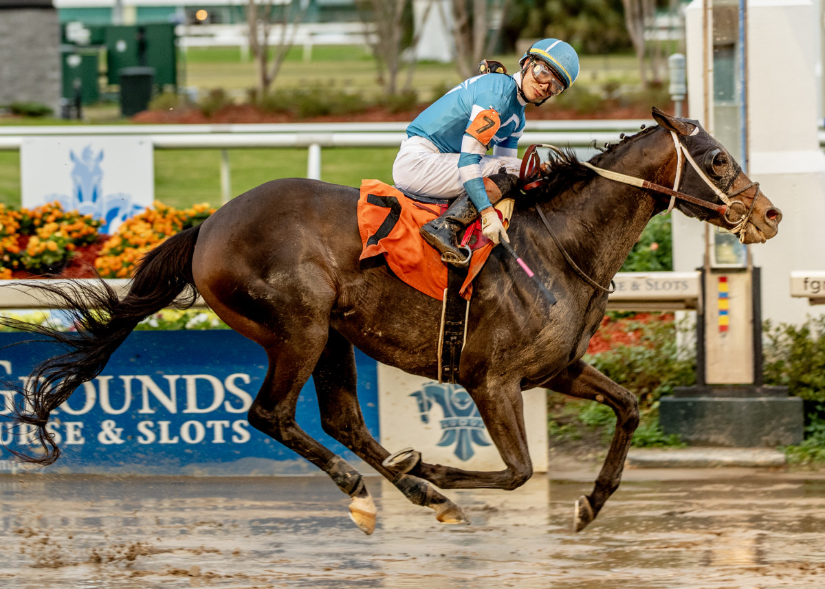 Streaking Gigante Debuts For New Ownership In Fair Grounds Stakes ...