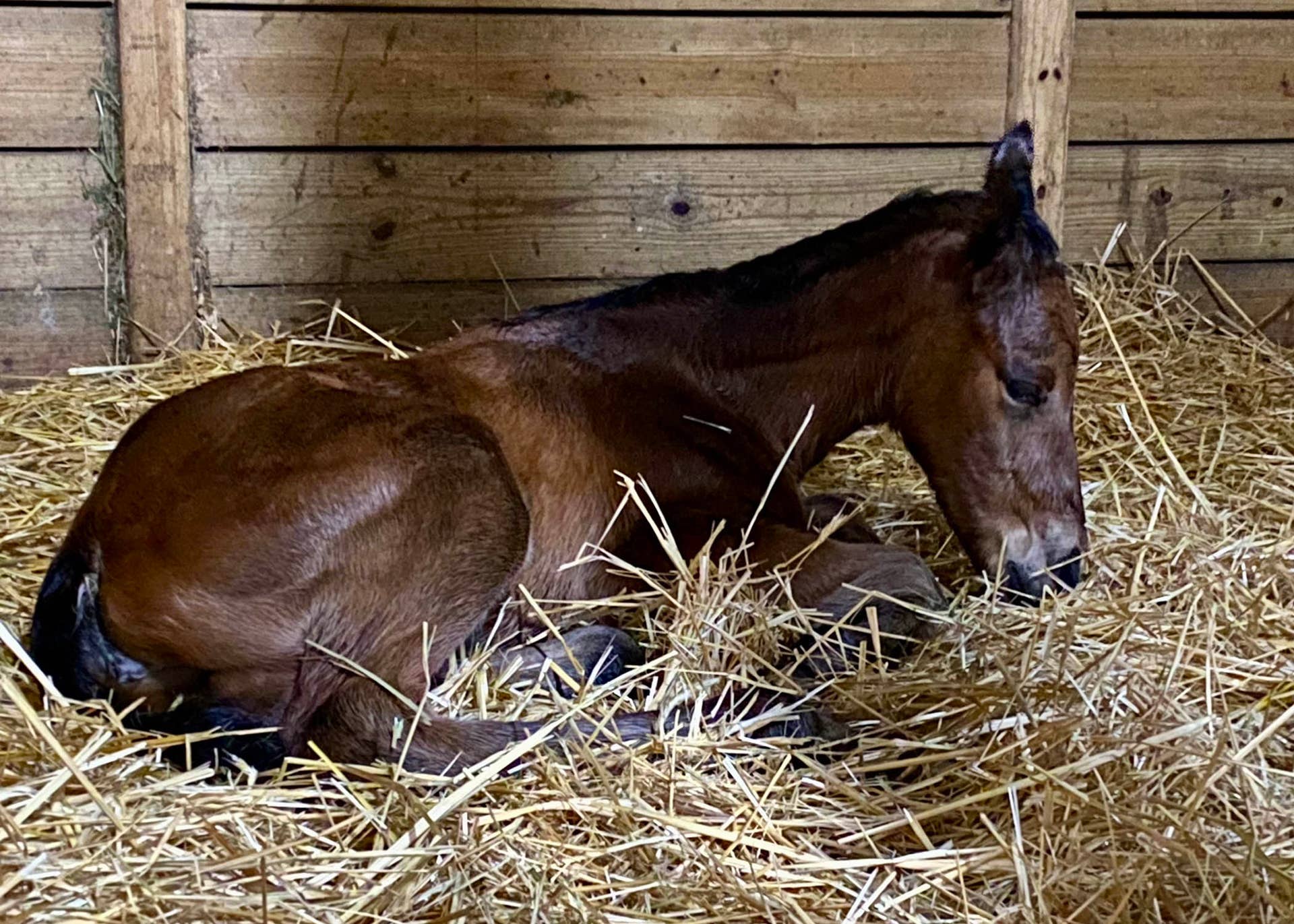 'She Moves Effortlessly': First Foal Is A Filly For Pleasant Acres ...