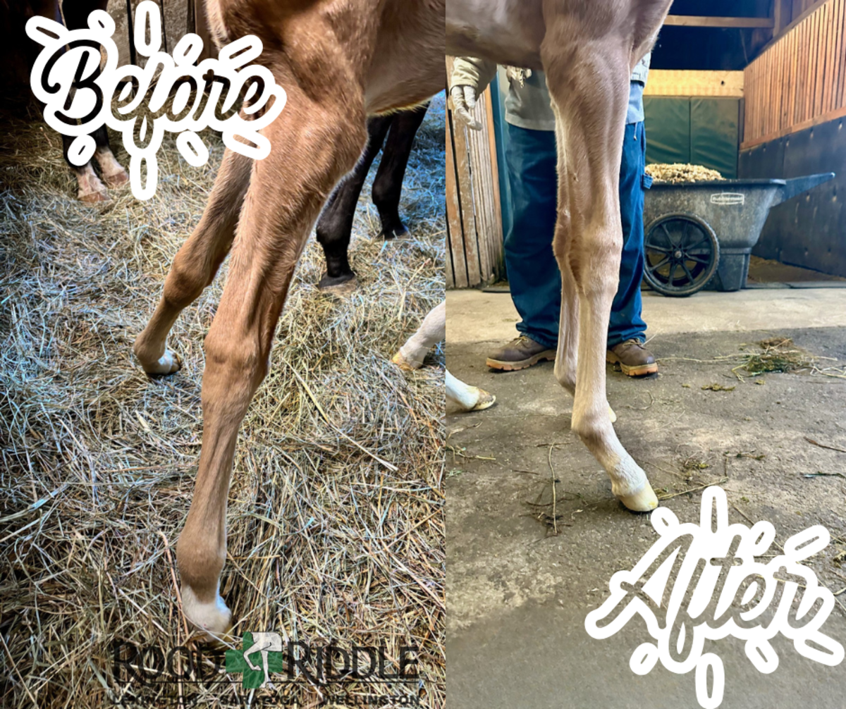 Rood & Riddle Podiatry: Early Intervention Helps Foal Stand Tall ...