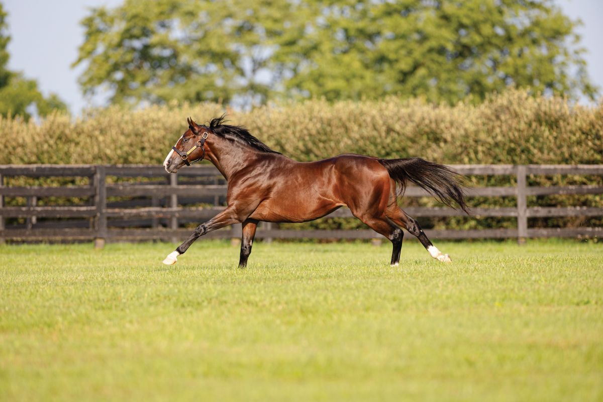 Spendthrift Rookie Combine: Yaupon Takes Off In Second Half Of OBS ...