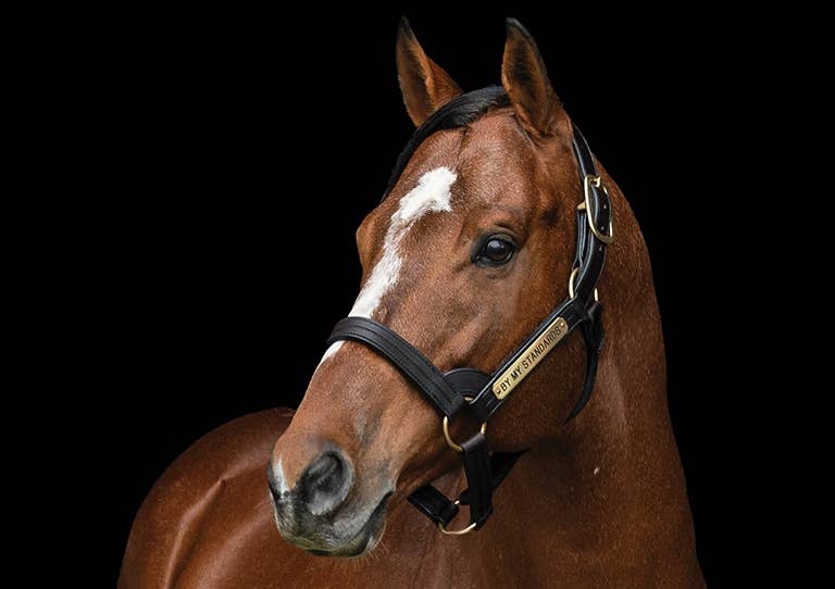 Spendthrift Rookie Combine: Freshman Sires Star At OBS March Under-Tack ...
