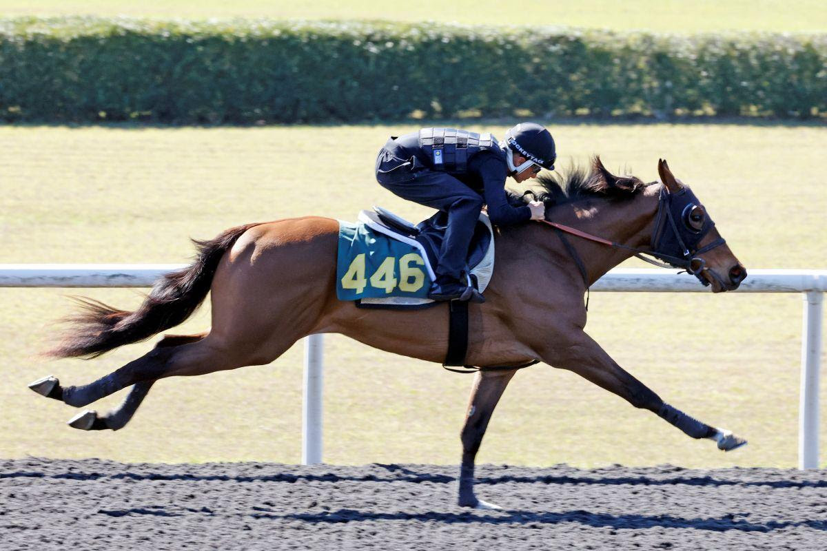 Caracaro Filly Leads Day Two Of OBS March Under Tack Show - Paulick ...