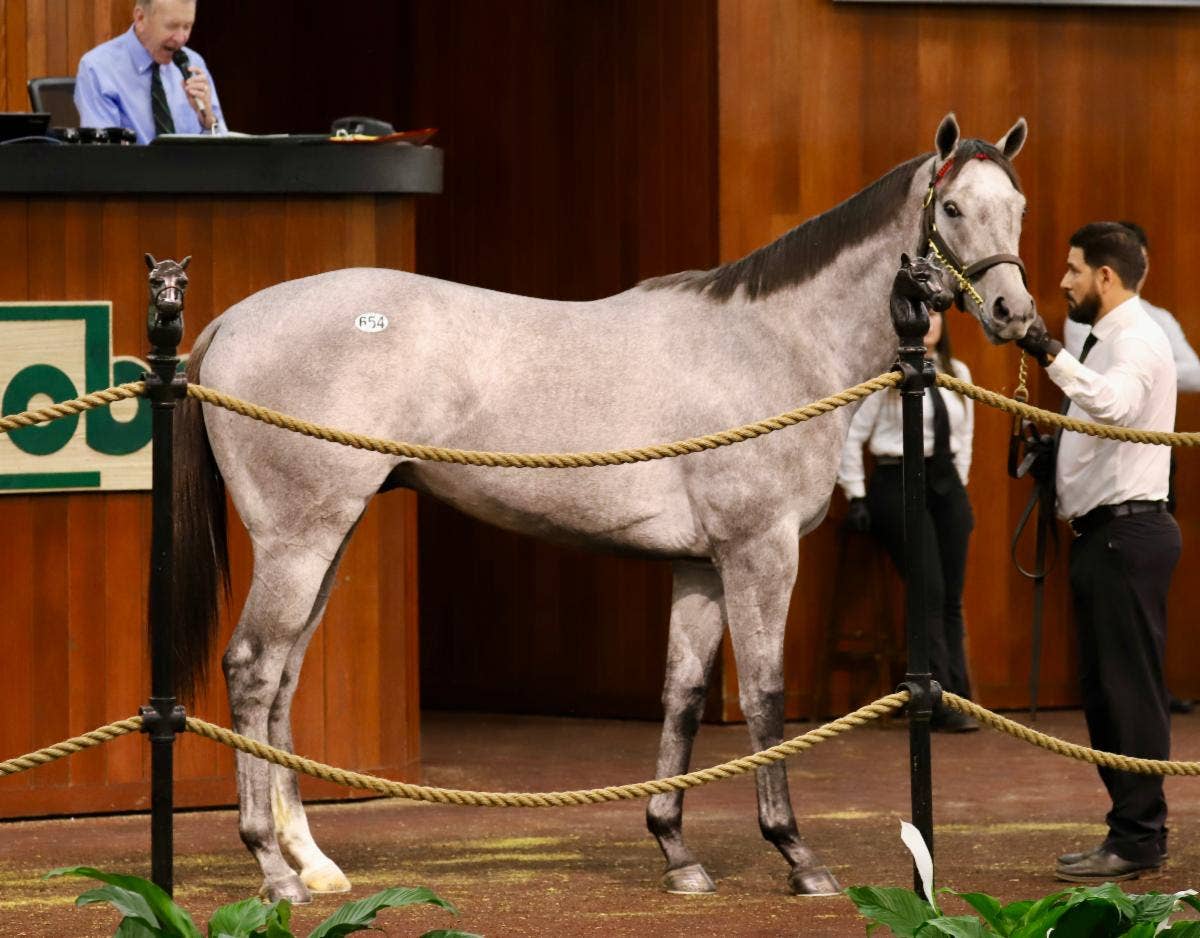 'It's Like Winning The Olympics': Son Of Gun Runner Sells For Record $3 ...
