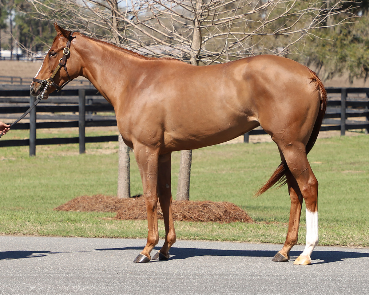 Spendthrift Rookie Combine: Basin Filly Breaks Through With Big Return ...