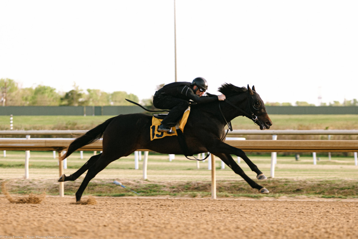 Oklahoma-Bred Omaha Beach Colt Sells For $150,000 To Top Texas 2-Year ...