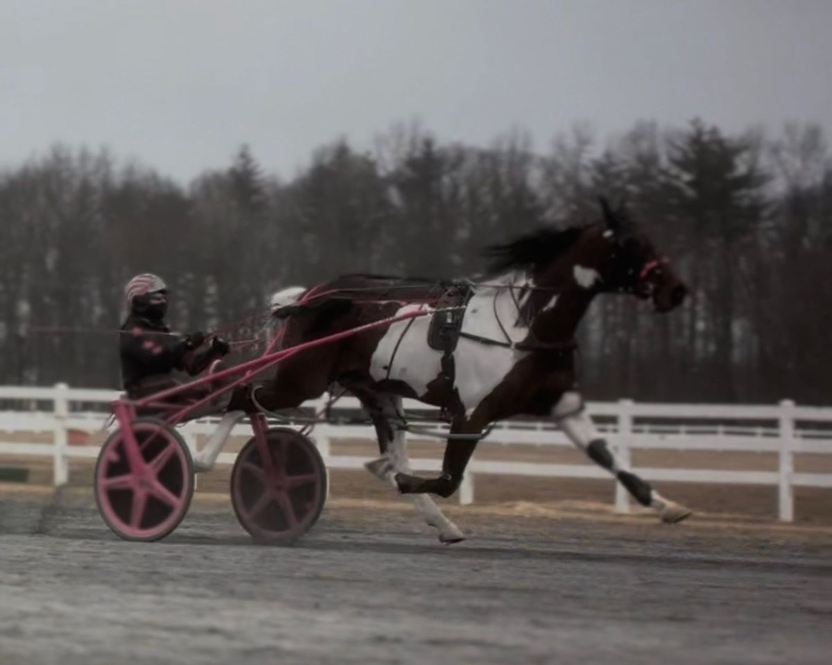 Horse Of A Different 'Colour': Flashy Standardbred Takes On Meadowlands ...