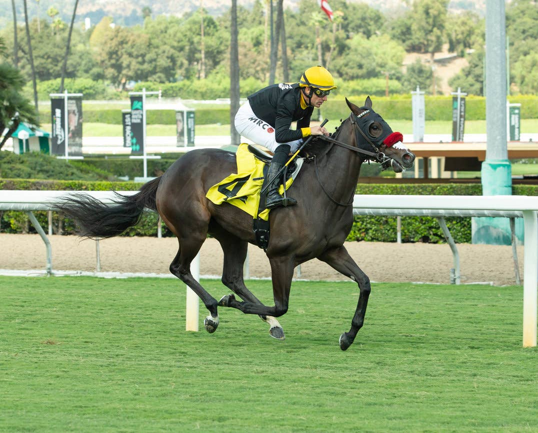 Latte Luv Heads Contentious Blue Norther Field - Paulick Report ...