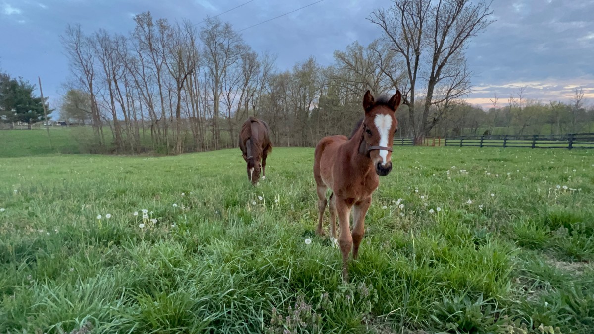 Geaux Crazy’s Debut Win Brings Hernandez Family ‘Full Circle’ - Paulick ...