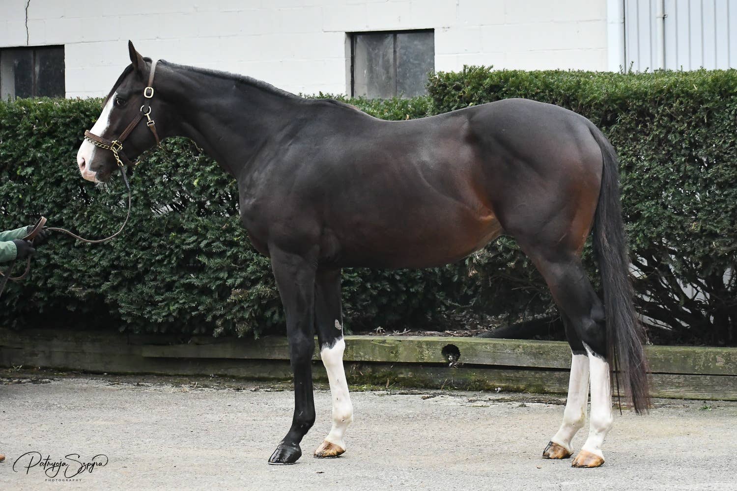 Contra Mundum, Half To Raging Torrent, Retired To Mellott Run Farms In ...