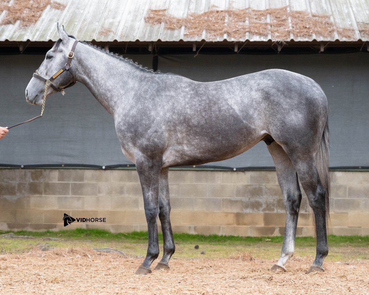 Silver Prince Brings $450,000 Post-Sale After Fasig-Tipton Digital ...