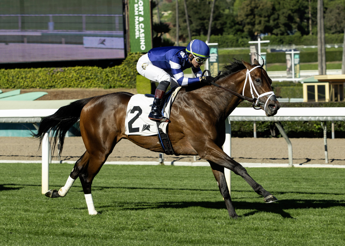 Breeders’ Cup Juvenile Turf Runner-Up Stark Contrast Pulls Away In ...
