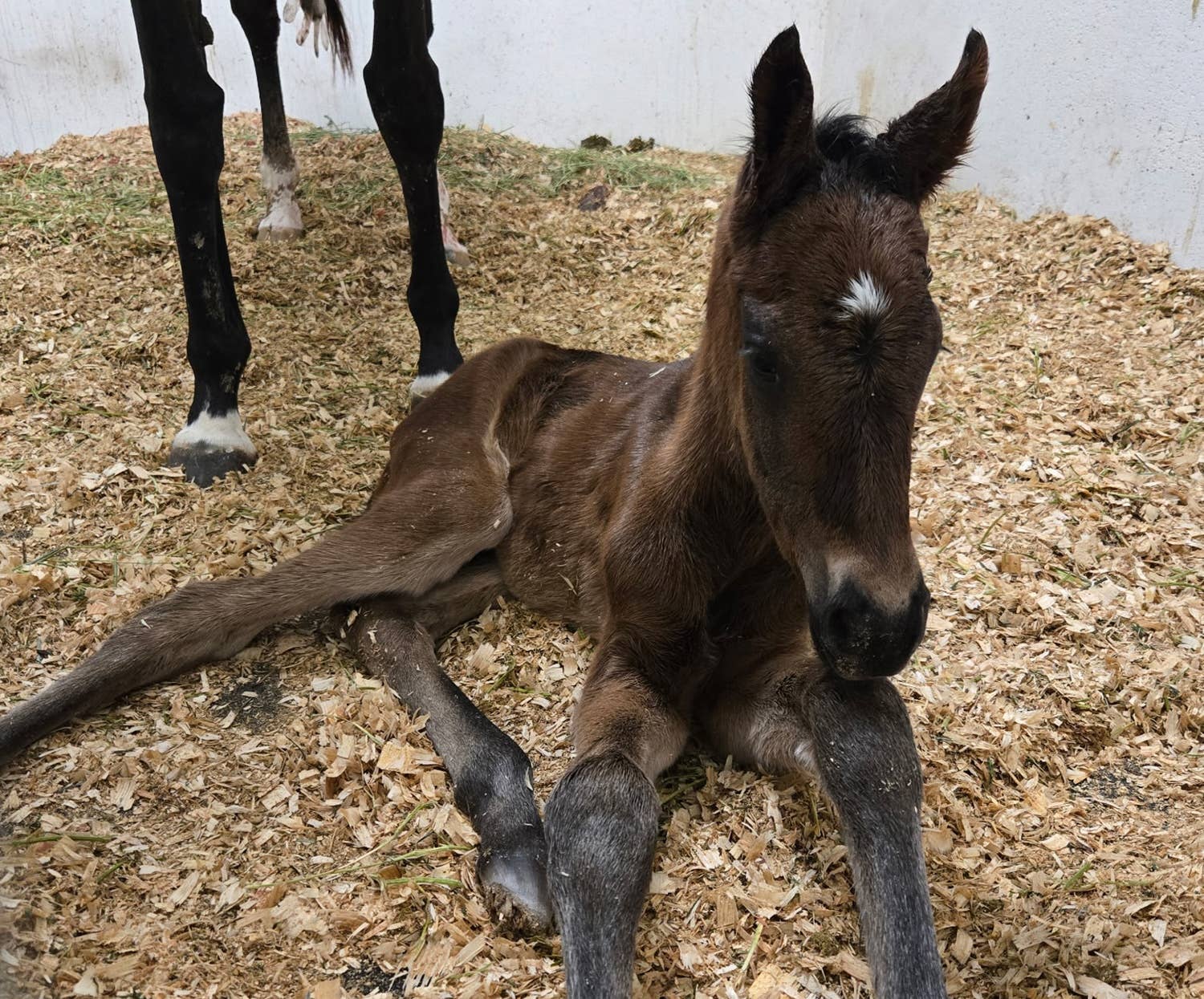 'Big, Athletic Baby': First Foal Is A Filly For Florida Stallion Mr ...