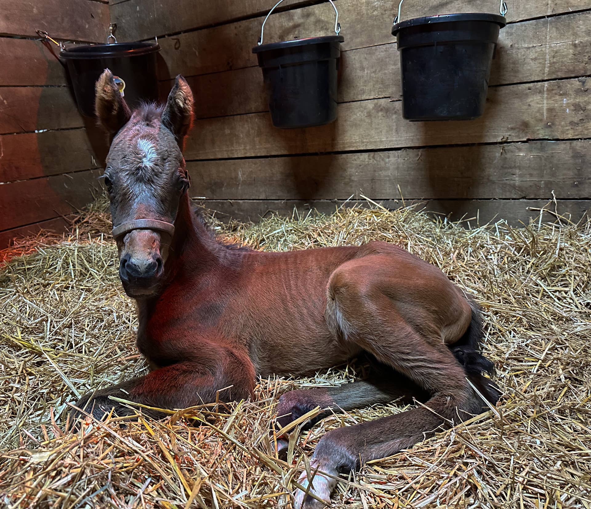 'A Full-Circle Moment': First Foal Is A Colt For Lane's End Stallion ...