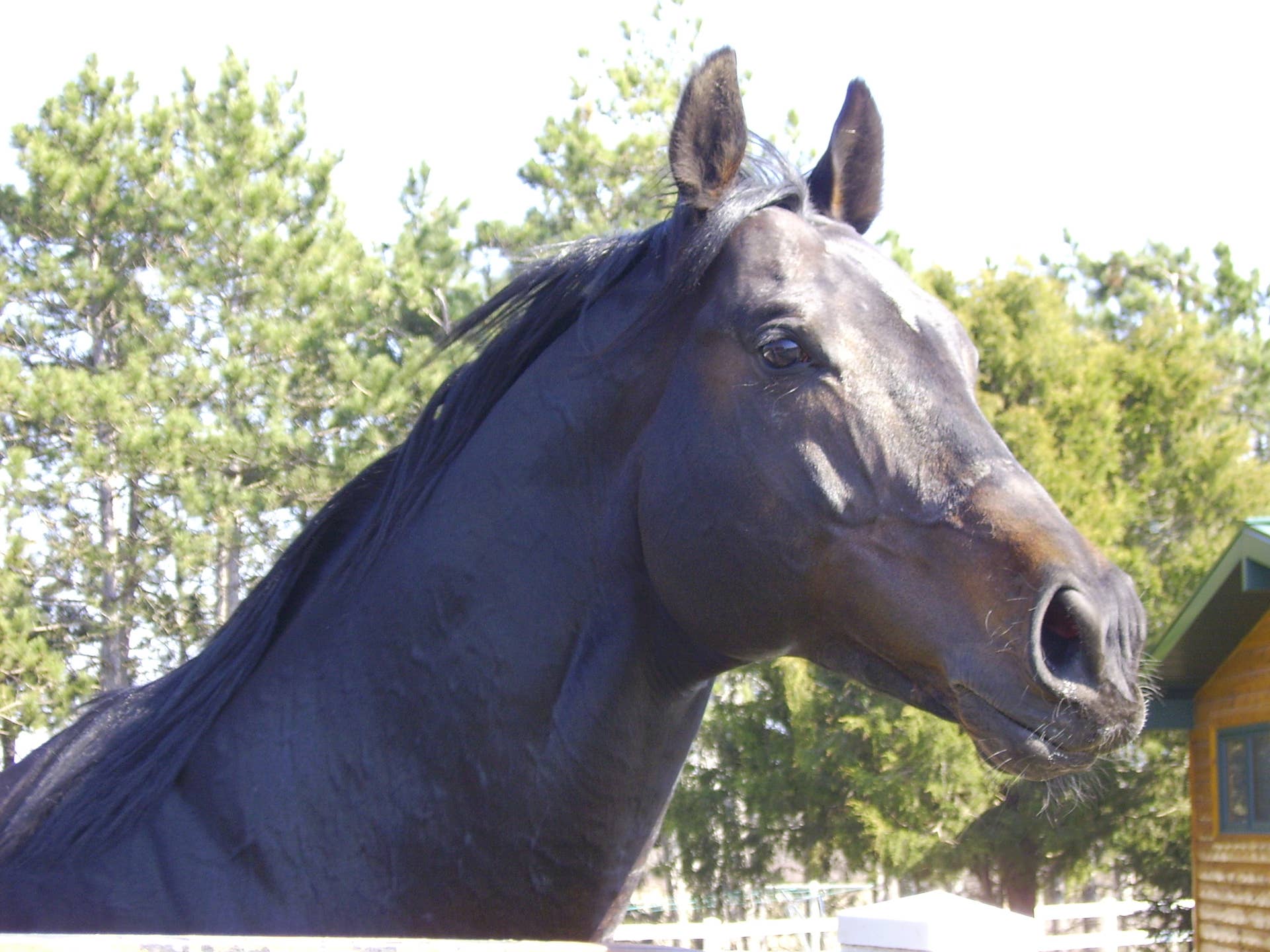 Your Horse Is In A Bail Pen; Now What? - Paulick Report