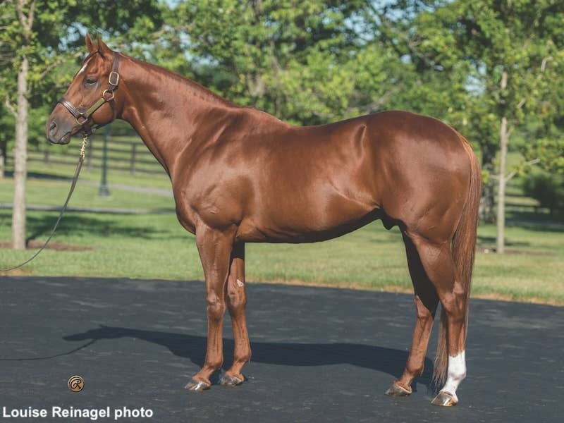 Bloodlines Presented By Walmac Farm: On Speightstown And Playing The ...