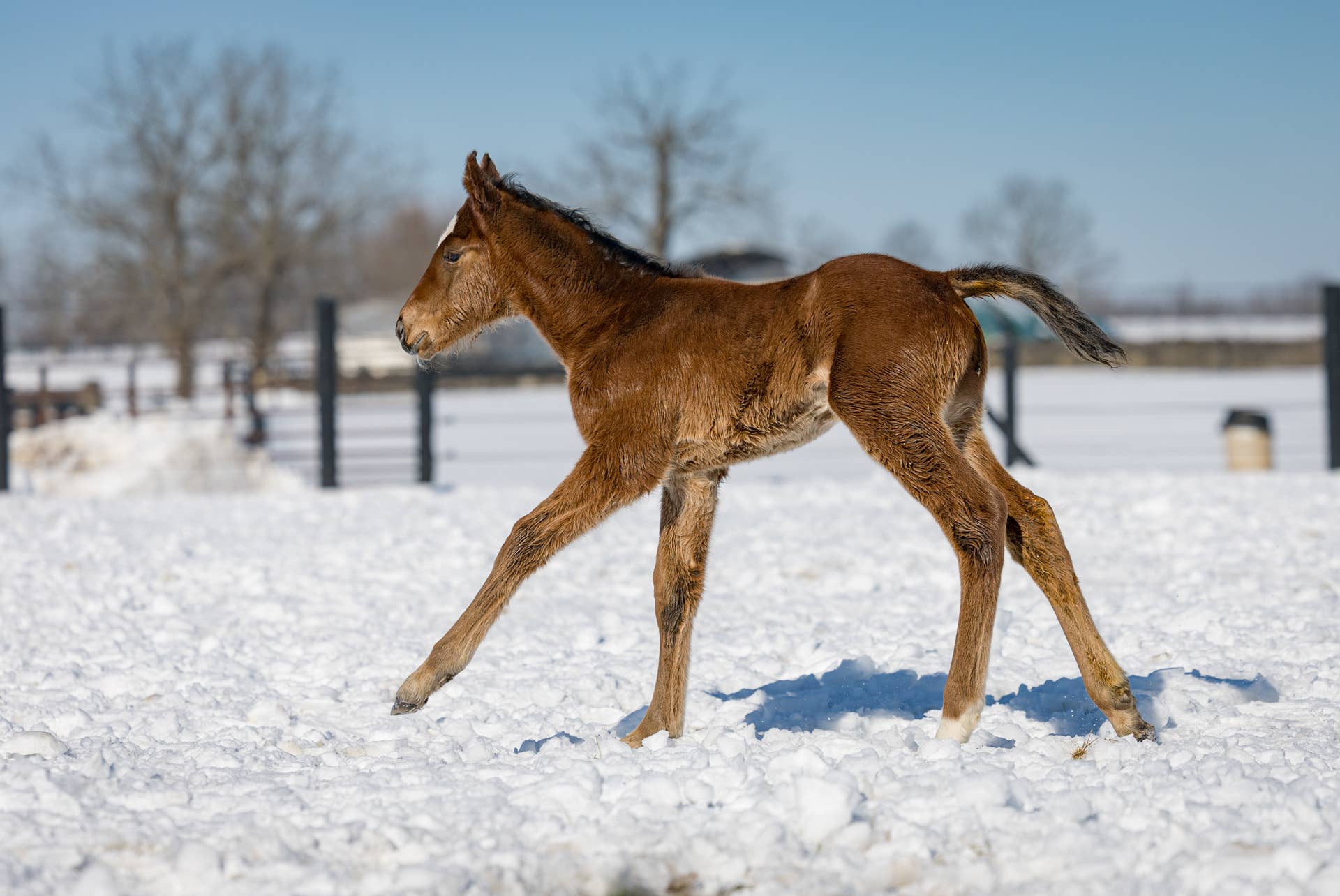 It's A Boy! First Foal Is A Colt For Walmac Farm's Pappacap - Paulick ...