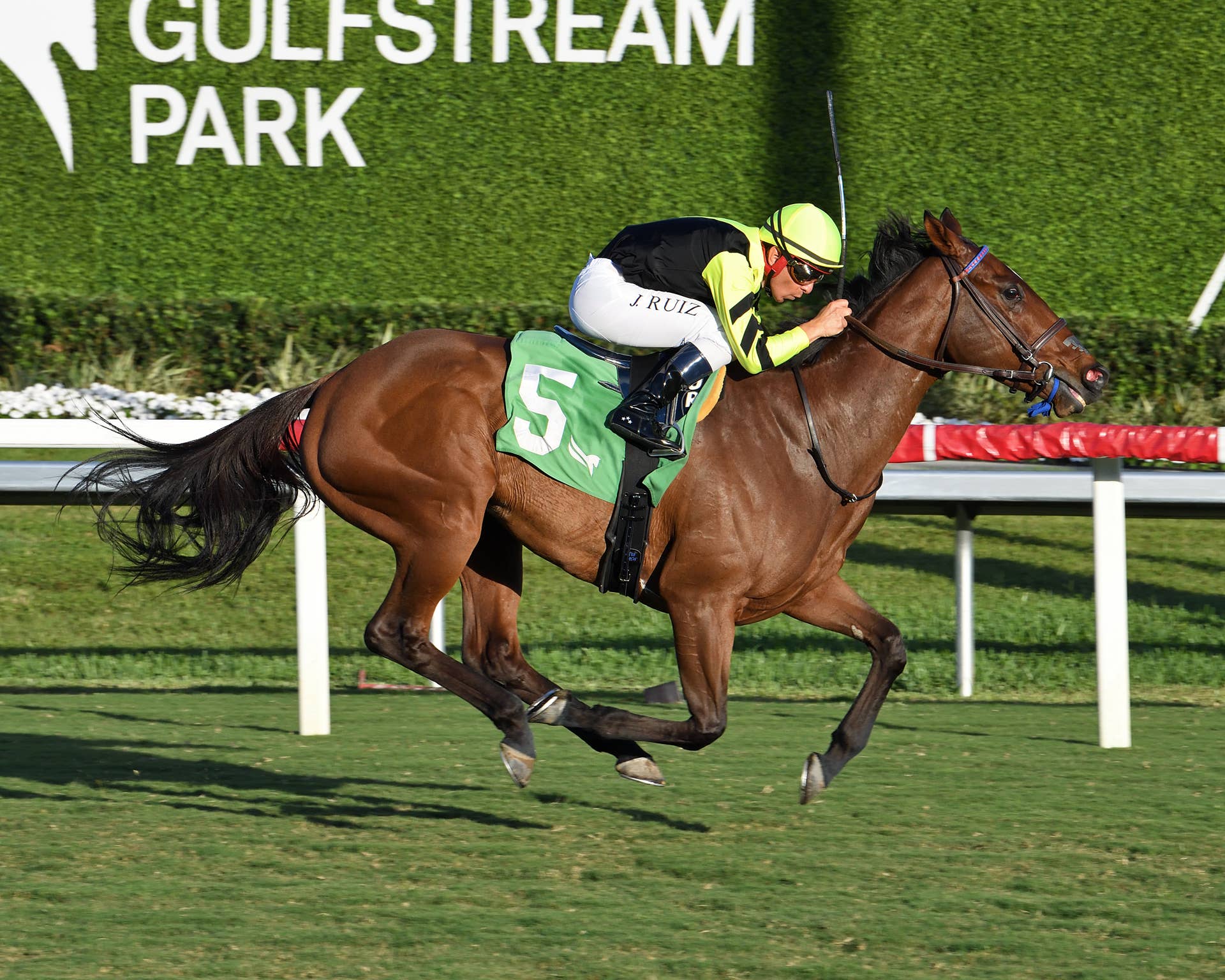 No Show Sammy Jo Looks To Make The Grade In The Very One - Paulick Report