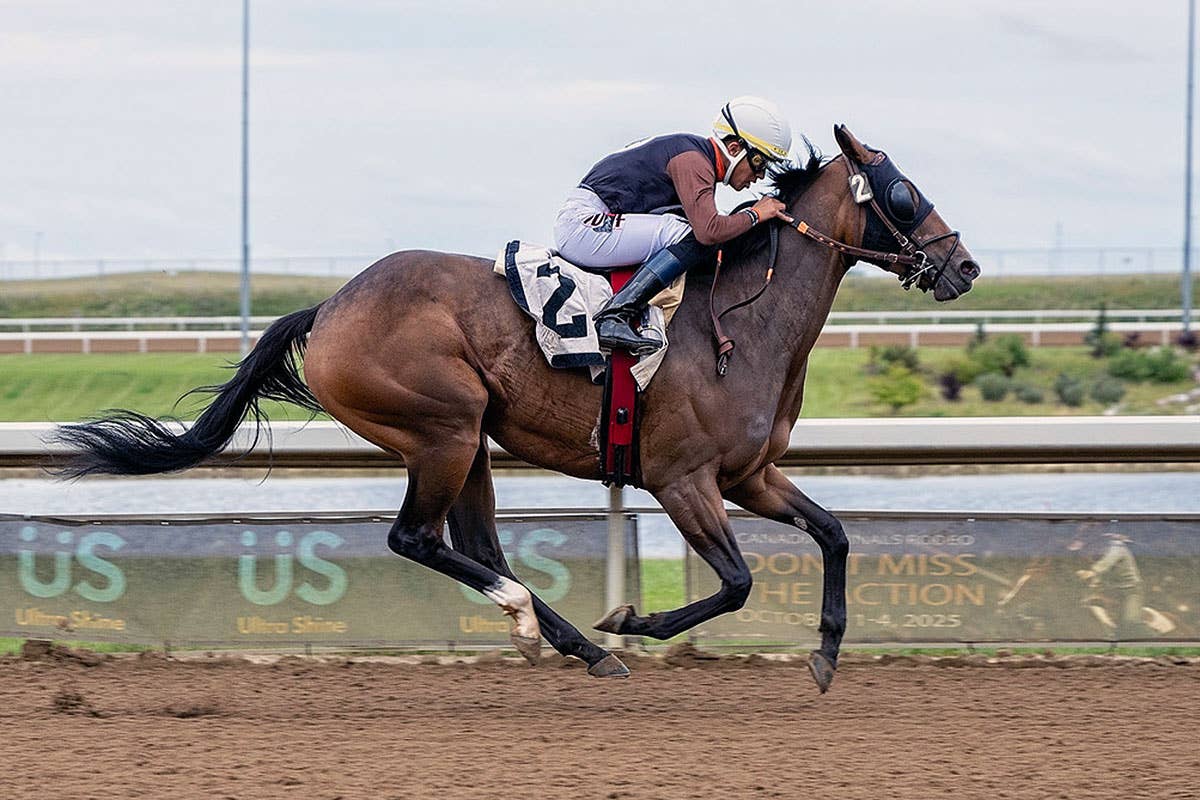 Beyond Expectations: The Buffalo Stable And Loveaboveandbeyond ...